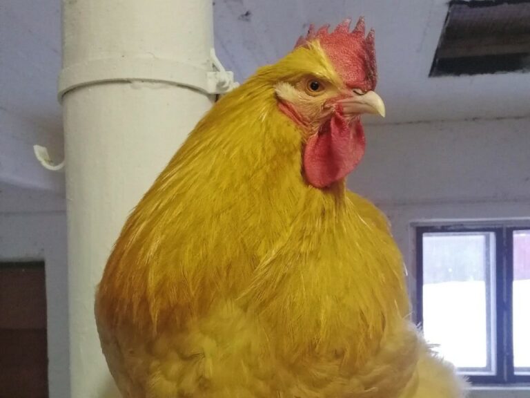 Pyry – Eläinsuojelukeskus Tuulispää